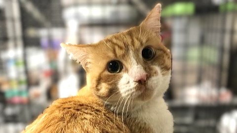 Montgomery County Animal Shelter – Animals Received 1/14/26 ...