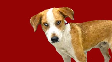 Montgomery County Animal Shelter – Animals Received 1/16/26 ...