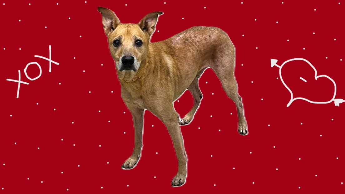 Montgomery County Animal Shelter – Animals Received 1/13/26 ...