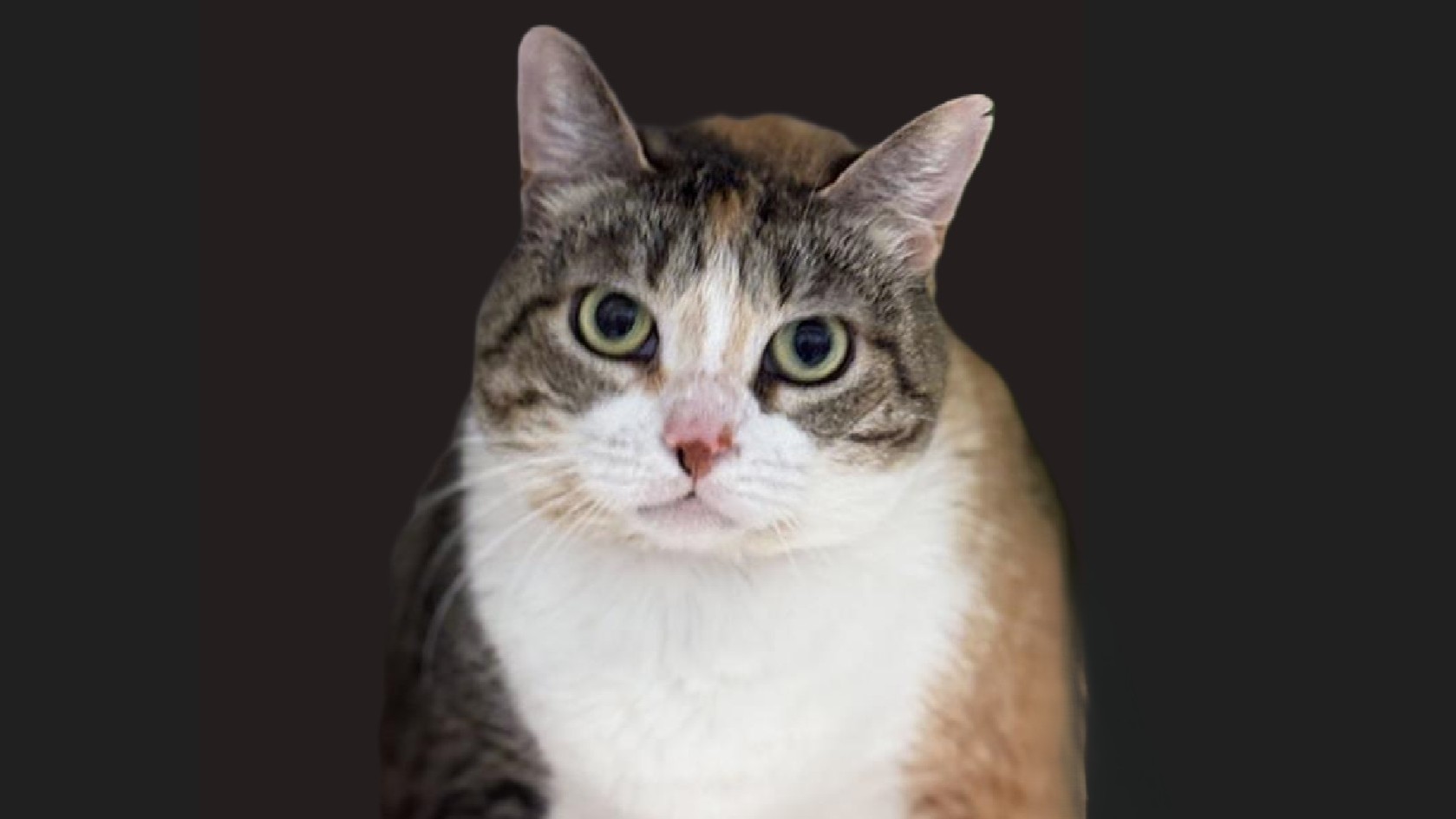 Montgomery County Animal Shelter – Animals Received 1/17/26 ...