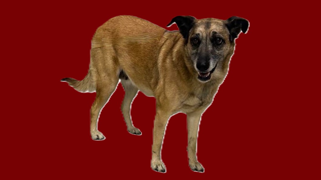 Montgomery County Animal Shelter – Animals Received 1/27/26 ...